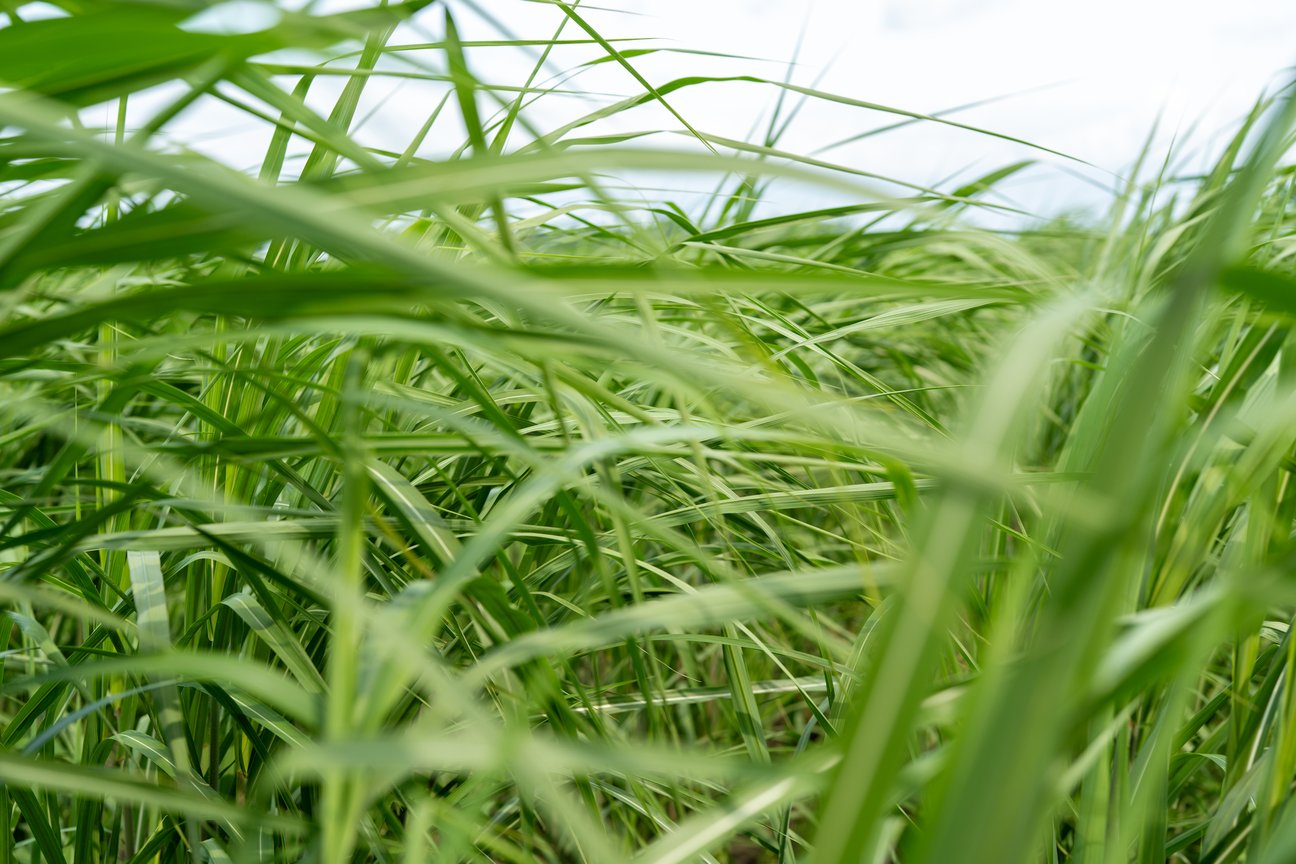 Visit our Miscanthus afternoons in the Netherlands - 22th, 23th and ...